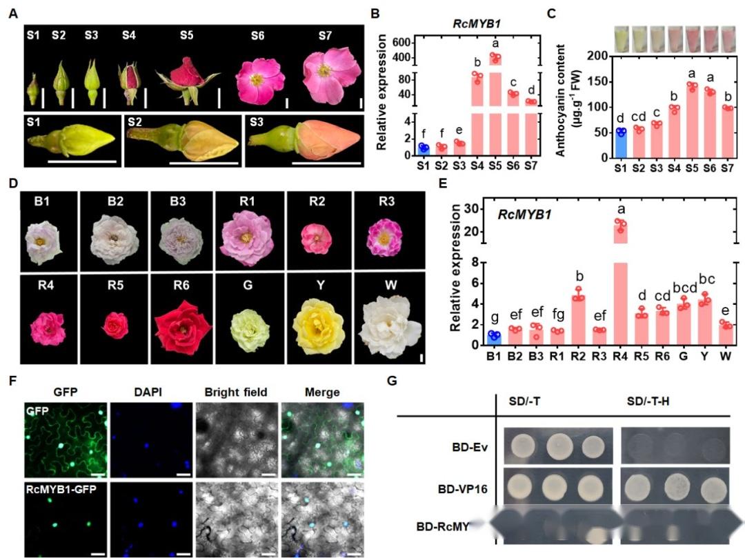【Hortic Res】MYB转录因子RcMYB1在玫瑰花青素的生物合成中起着核心作用 - 知乎
