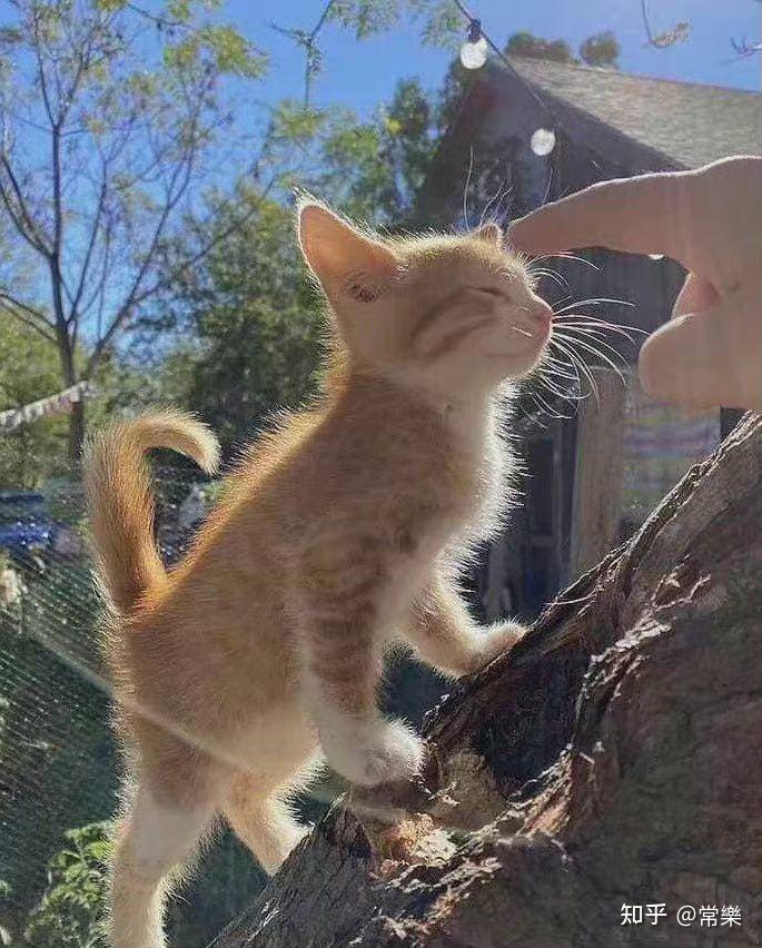 断尾日记 - 知乎