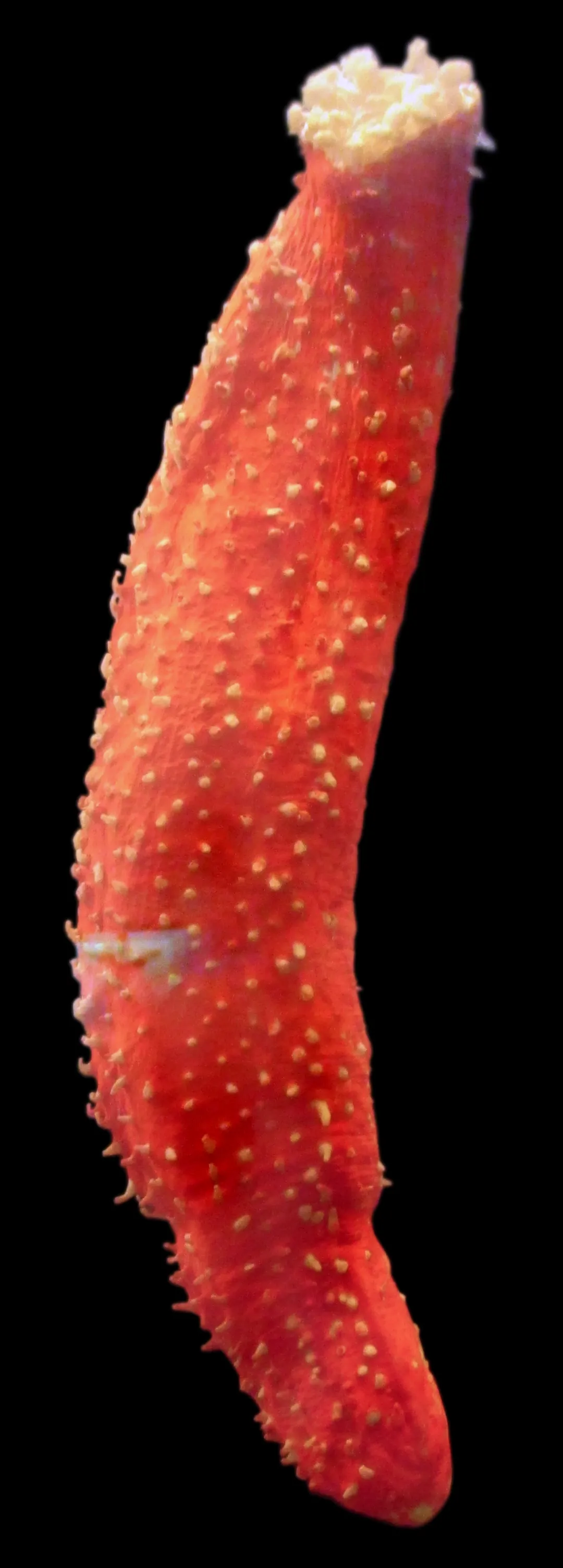 “天生软饭王”？看看这种瓷螺的“极简生活”（上）（作者：克尔-纽曼黑洞） - 知乎