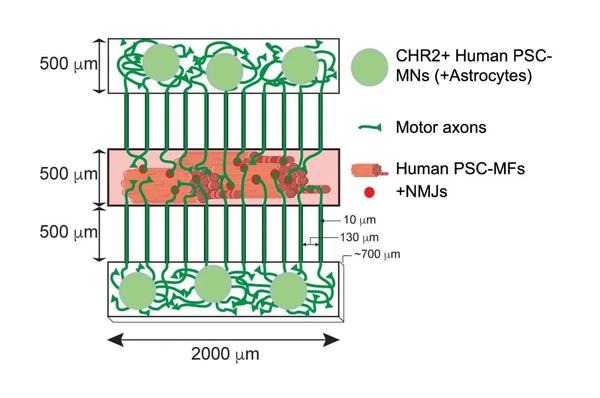 Bio-protocol | 2023年3月5日最新上线实验方案目录 - 知乎