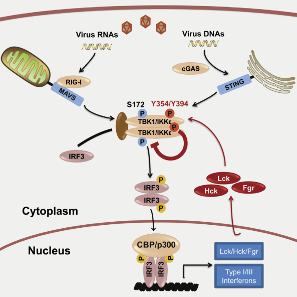 PTMomics专题 | 酪氨酸磷酸化功能的6大热点运用一键掌握！ - 知乎