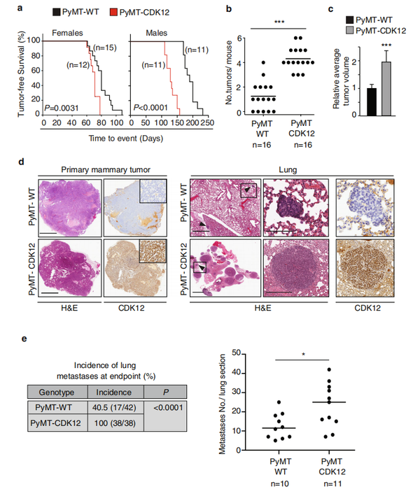 Nat Commun | 转录组+代谢组解析经典靶点CDK12致癌机制 - 知乎