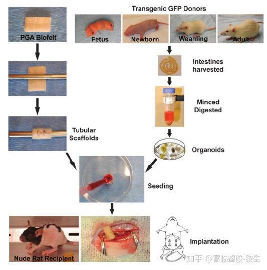 Confluent Medical PGA Biofelt不同年龄细胞供体大鼠组织工程小肠的制备 - 知乎