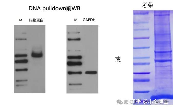 导师压箱底的 DNA pull down 实验全流程拆解来喽！ - 知乎