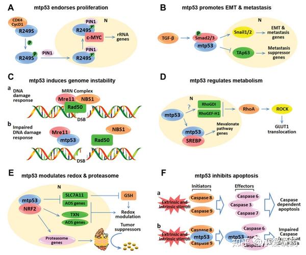 《普创新》之p53及靶向p53 Y220C抑制剂的筛选 - 知乎