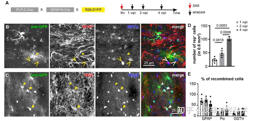 Dev Cell︱德国萨尔大学白贤淑/Anja Scheller团队揭示少突胶质细胞在急性脑损伤中的潜在可塑性 - 知乎