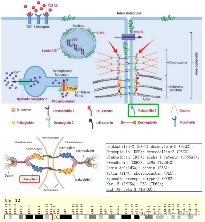 PKP2——致心律失常性心肌病第一杀手 - 知乎