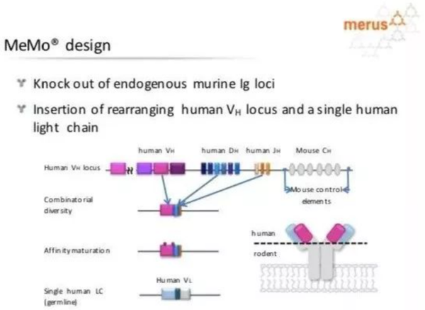 Self Renew专栏｜“共同轻链”怎么选择？ - 知乎
