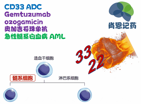 记住所有FDA生物药 | 靶CD33 ADC | Gemtuzumab ozogamicin 奥加吉妥珠单抗 | 急性髓系白血病 - 知乎