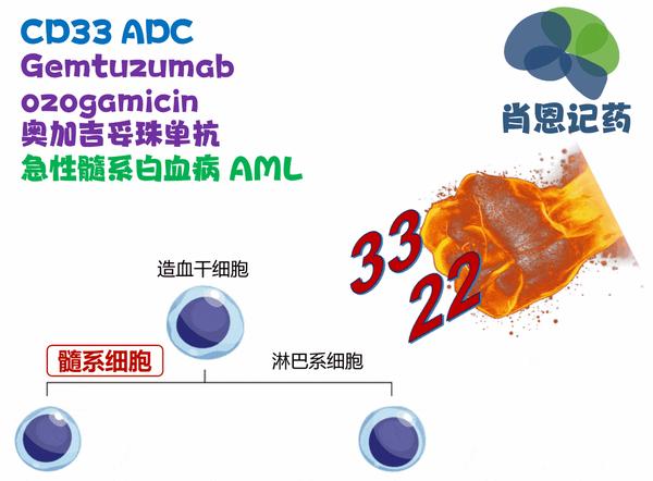 记住所有FDA生物药 | 靶CD33 ADC | Gemtuzumab ozogamicin 奥加吉妥珠单抗 | 急性髓系白血病 - 知乎