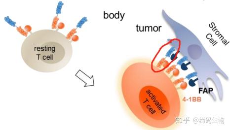 肿瘤免疫靶点 | FAP - 知乎