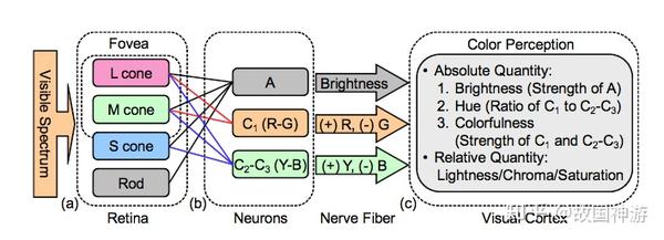 Color Vision：理论、模型与应用（转载） - 知乎