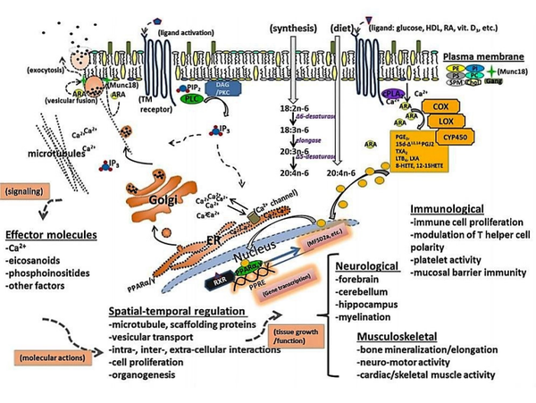 ARA是什么？有什么用？为什么多数只在1段或2段奶粉有？婴幼儿真的需要补吗？ - 知乎