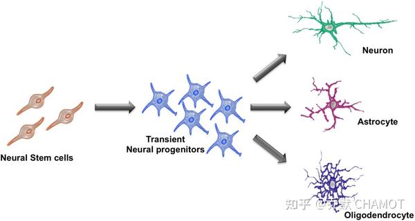 一文了解神经干细胞 - 知乎
