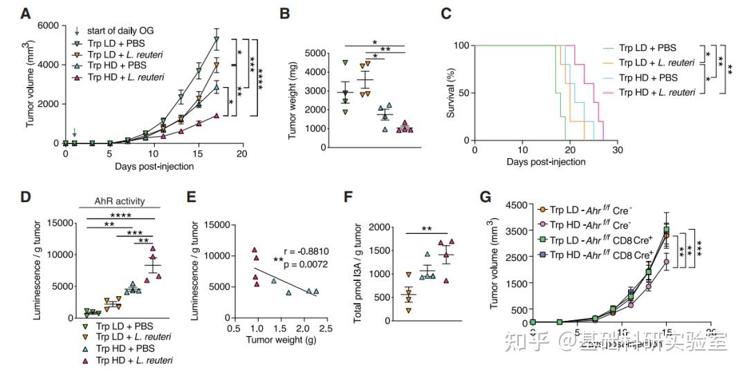 首次发现！Cell：肠道益生菌能从肠道转移到肿瘤，促进肿瘤免疫治疗 - 知乎