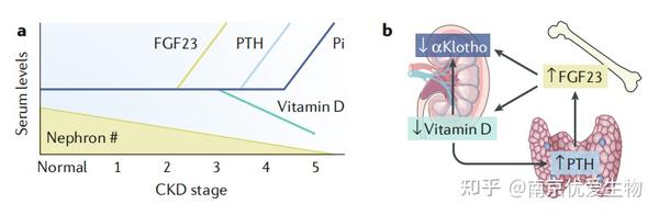 Klotho 蛋白 αKlotho 和 βKlotho - 知乎