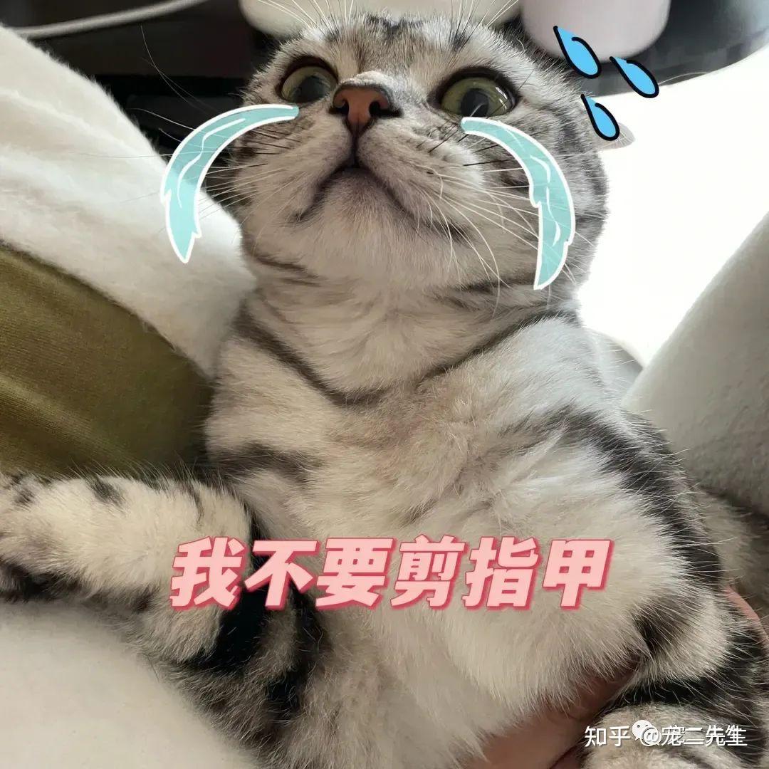 猫咪害怕剪指甲怎么办？ 知乎