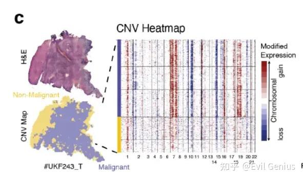 CNV检测--单细胞空间vs基因组WGS/WES - 知乎