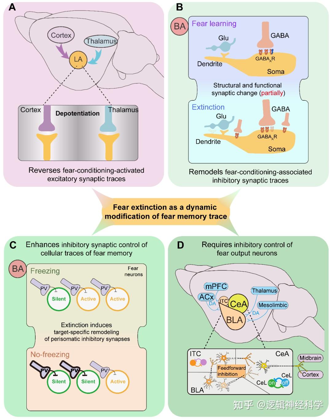 Neurosci Bull 综述︱复旦大学李伟广团队应邀撰写恐惧消退记忆痕迹的研究综述 - 知乎