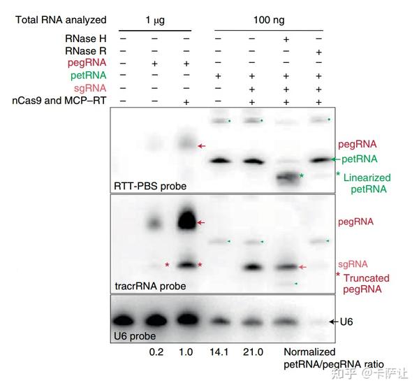 分离式的prime editor系统的灵活性极大增强，包装尺寸更小！ - 知乎