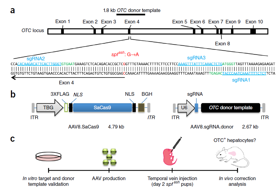 AAV在肝脏组织中的应用 - 知乎