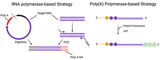 【星耀小课堂】mRNA篇|mRNA序列优化全解析 - 知乎