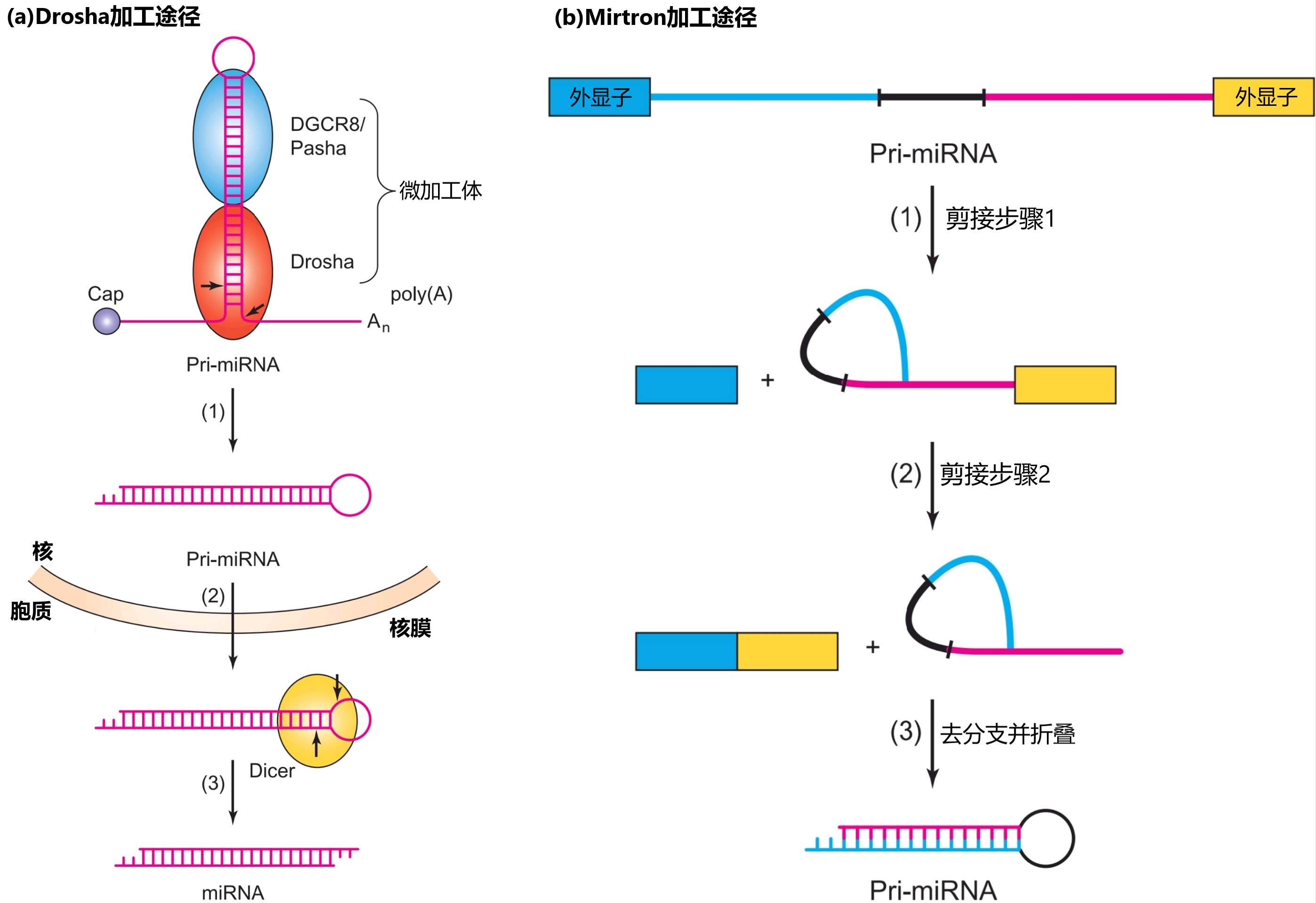 RNA干扰（一）——mi-！si-！pi-！ - 知乎