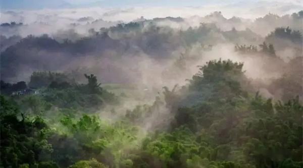 A Dying Forest-濒危森林 - 知乎