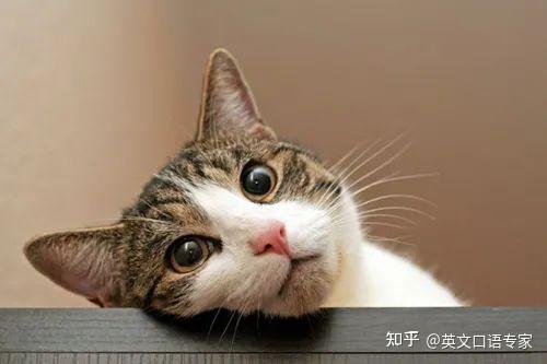 Why Do Cats Have Vertical Pupils? - 知乎