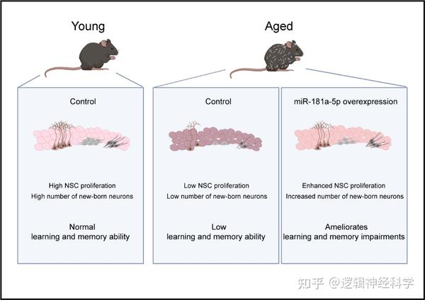 Aging Cell︱同济大学康九红课题组揭示miR-181a-5p在神经干细胞增殖和老年小鼠学习记忆中的作用 - 知乎