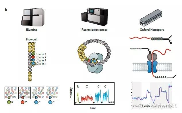 Nature重磅综述 |关于RNA-seq，你想知道的都在这 - 知乎
