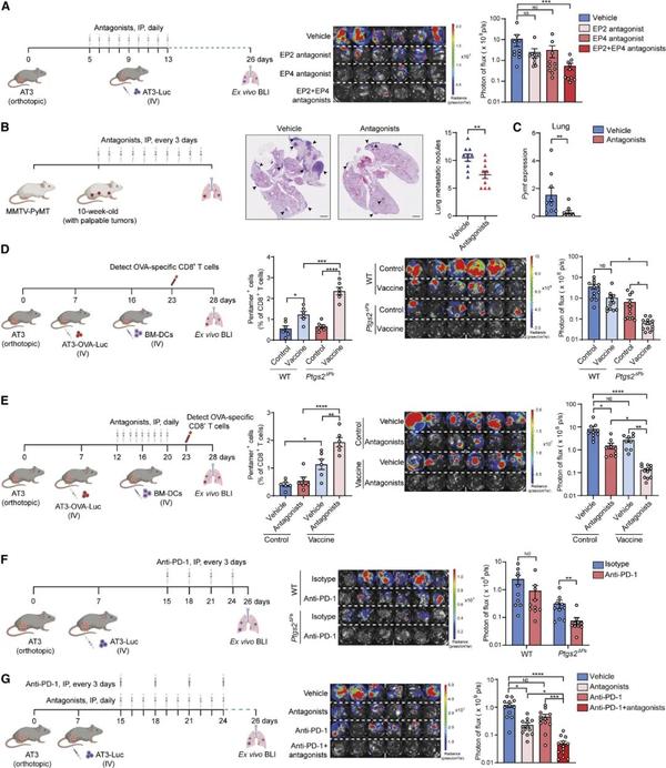 Immunity | 肺成纤维细胞通过重塑局部免疫微环境促进转移前生态位的形成 - 知乎