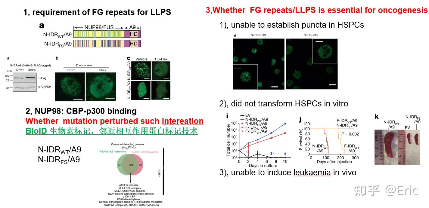 Nature|相分离驱动异常染色质环及肿瘤发展 - 知乎