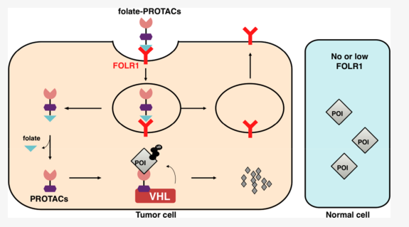 二代PROTACs：如何实现肿瘤特异性靶向 - 知乎