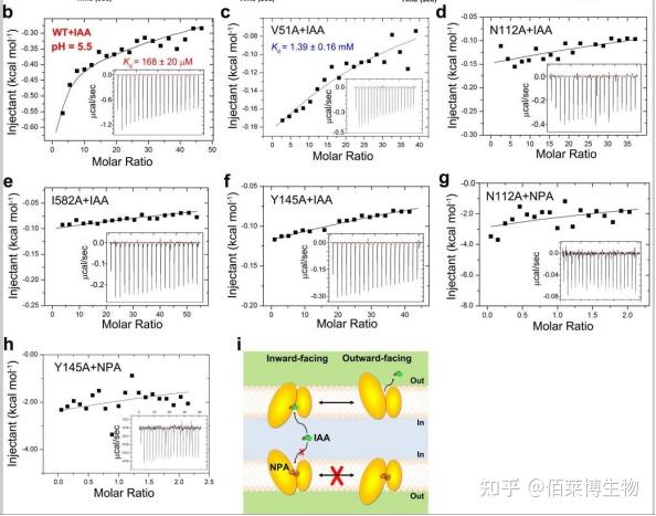 膜蛋白与小分子互作：SPR及ITC助力揭示生长素极性运输机制 - 知乎