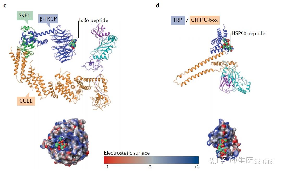 Nature PROTAC综述 - 知乎