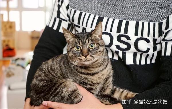 一只 寿命短”的狸花猫,会有这些特点,希望你家猫没有 知乎