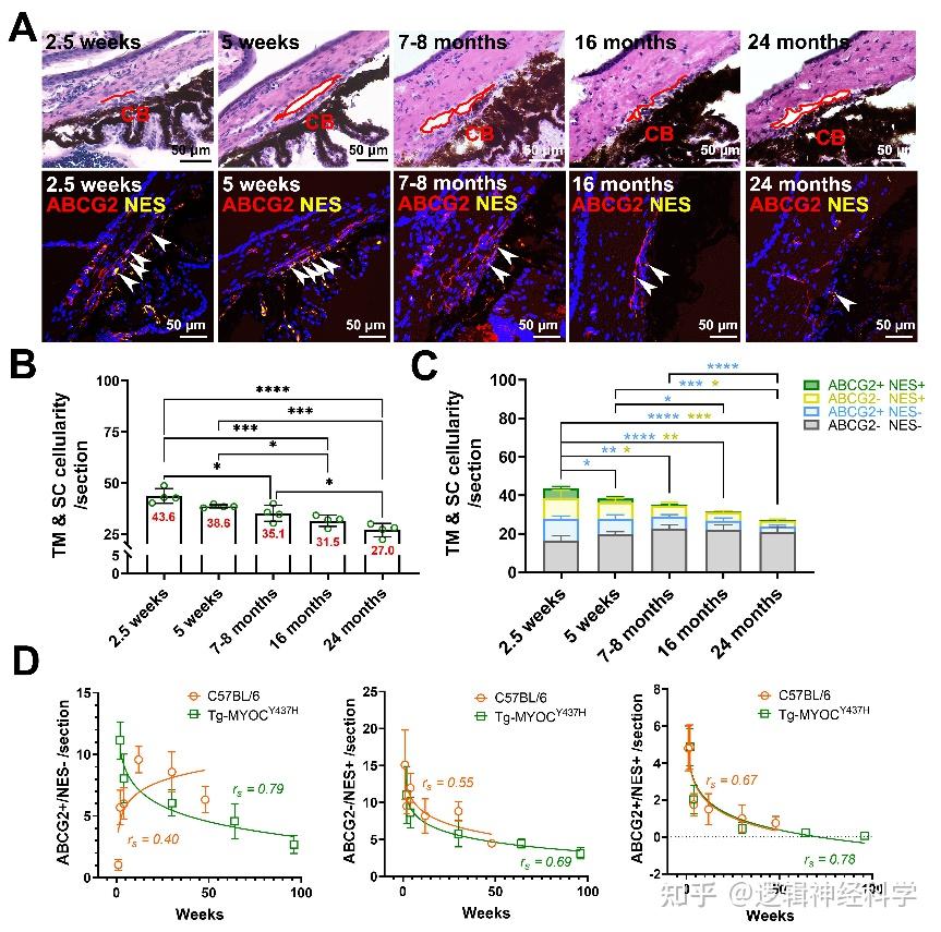 Cell Prolif︱青岛大学朱玮团队报道iPSCs来源小梁网细胞激活内源ABCG2+/NES+细胞增殖 - 知乎