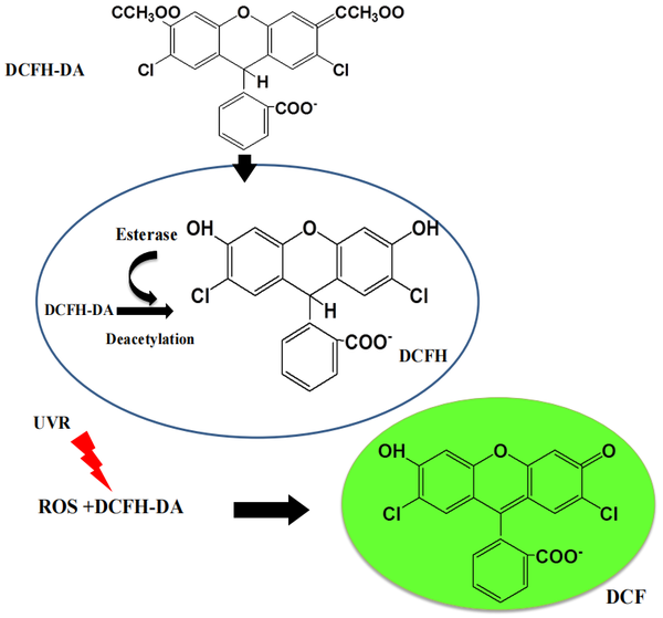 活性氧ROS检测攻略大全 - 知乎