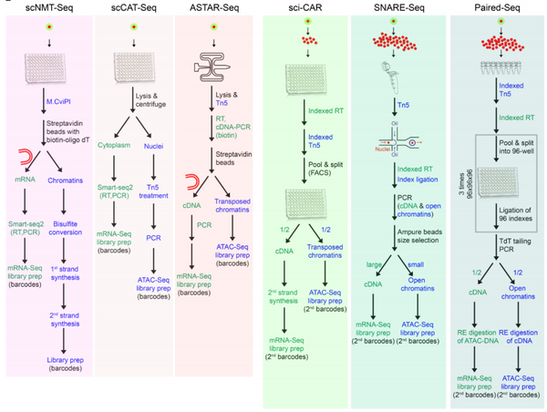 一文了解为什么要研究同一细胞内的转录组和染色质可及性 - 知乎