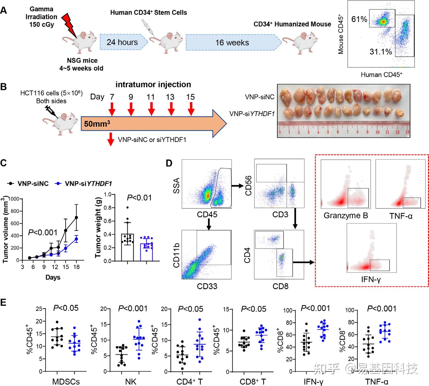 易基因：MeRIP-seq等揭示m6A reader YTHDF1在结直肠癌PD-1免疫治疗中的作用｜Gut - 知乎