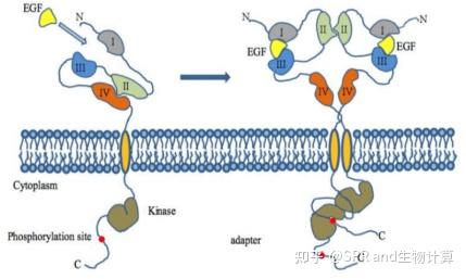 EGFR的结构及生物学功能介绍 - 知乎