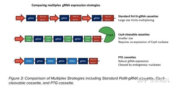 多路复用的gRNA - 知乎
