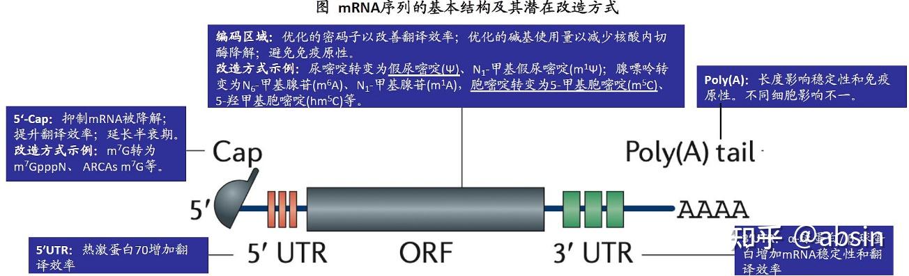 mRNA质量检测之poly A尾检测方法 - 知乎