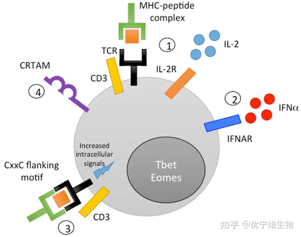 【罗工流式宝典第13式】具有细胞毒性的CD4+T细胞，你知道么？ - 知乎