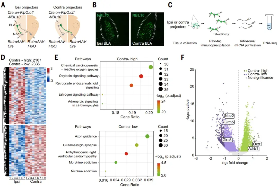 客户文章 | Science︱复旦大学刘星/马兰团队揭示小鼠半球间BLA-AC-NAc环路调控负面情绪 - 知乎