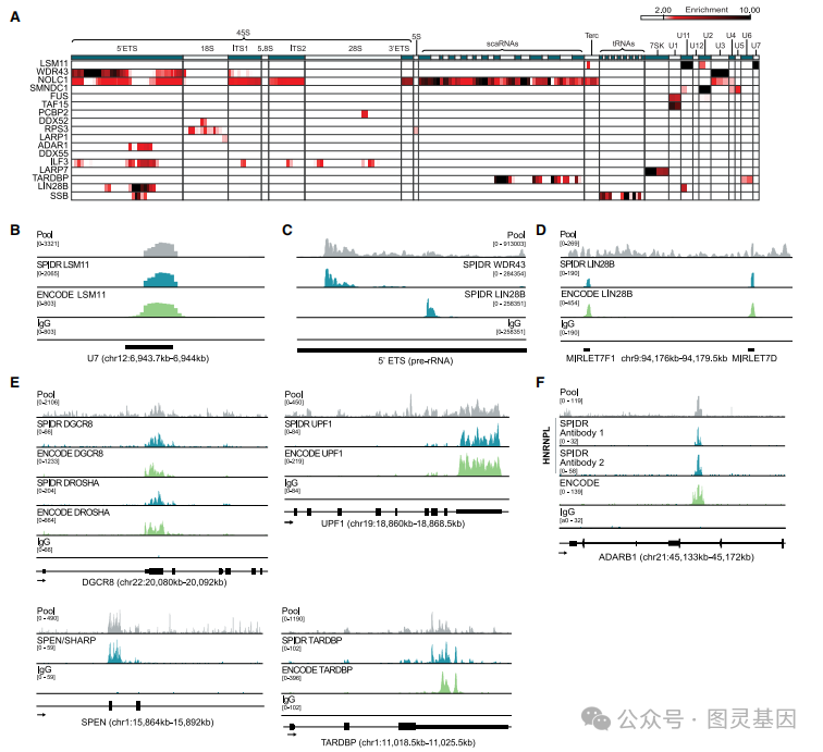 Cell ｜ 首次高通量绘制RNA结合蛋白全转录组图谱——SPIDR技术 - 知乎