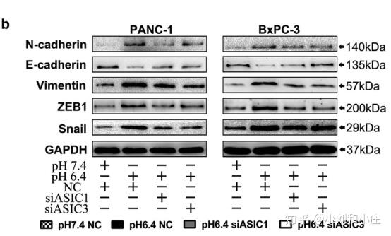零基础SCI绘图（7）如何处理western blot图像 - 知乎