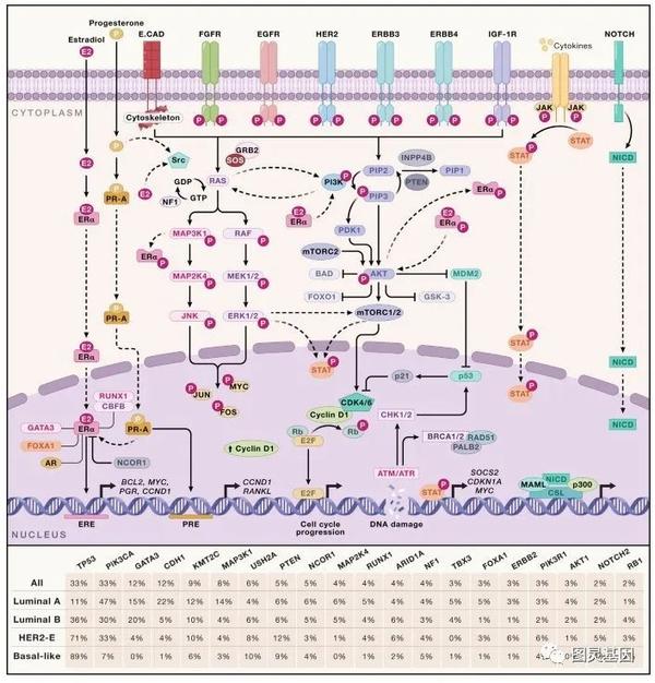 Cell | 解码乳腺肿瘤异质性、驱动因素和细胞复杂性 - 知乎