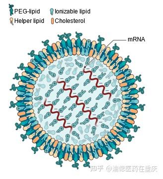 SM-102（CAS：2089251-47-6）：mRNA疫苗组分的热门脂质；SM-102科研用磷脂材料 - 知乎